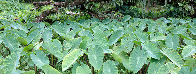 Fijivillage | Fiji's Latest News and Sports website