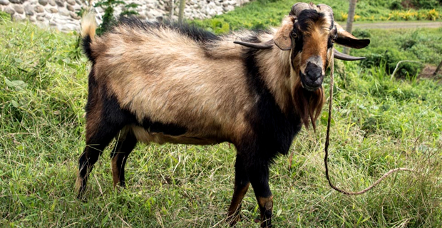 Fijivillage | Fiji's Latest News and Sports website